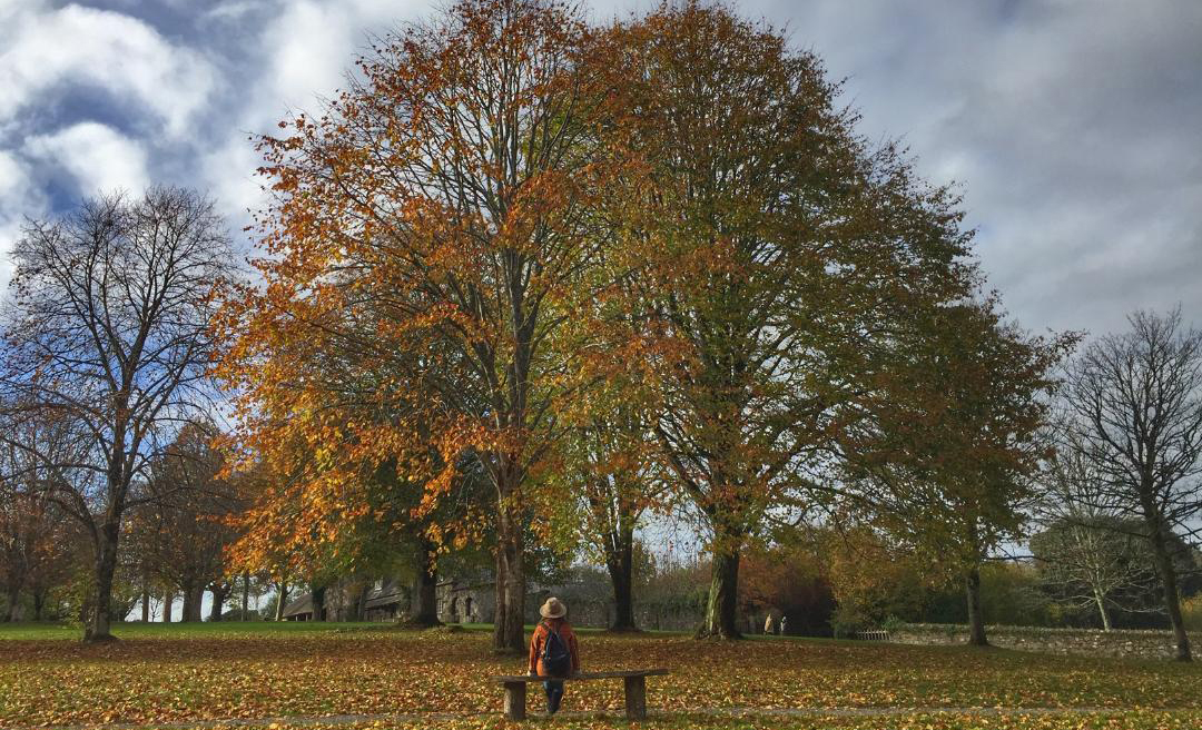 A Tiny Lady Working Amongst Trees (and Tall People) – In a Land of Giants