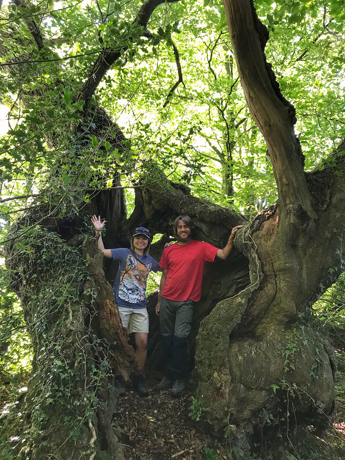 Verifying an Ancient Tree – In a Land of Giants