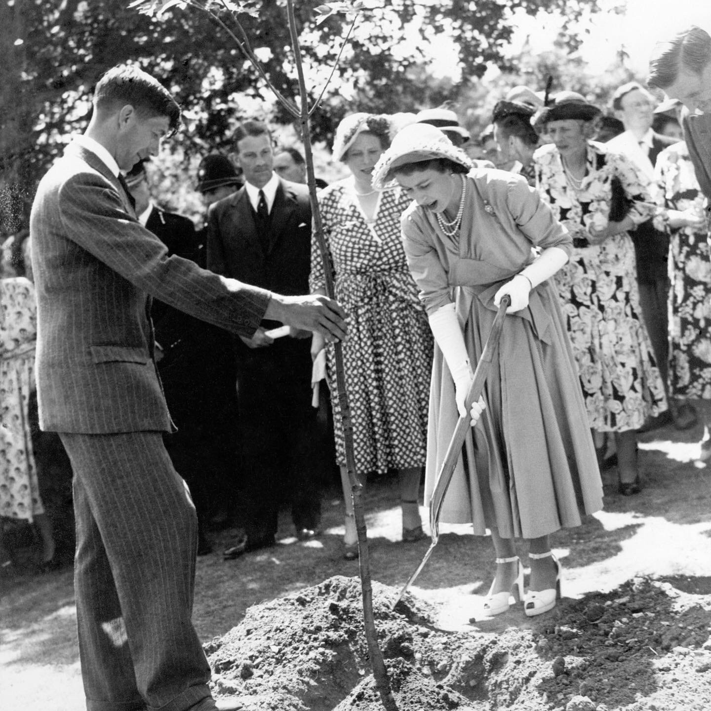 The Queen and Her Trees – In a Land of Giants