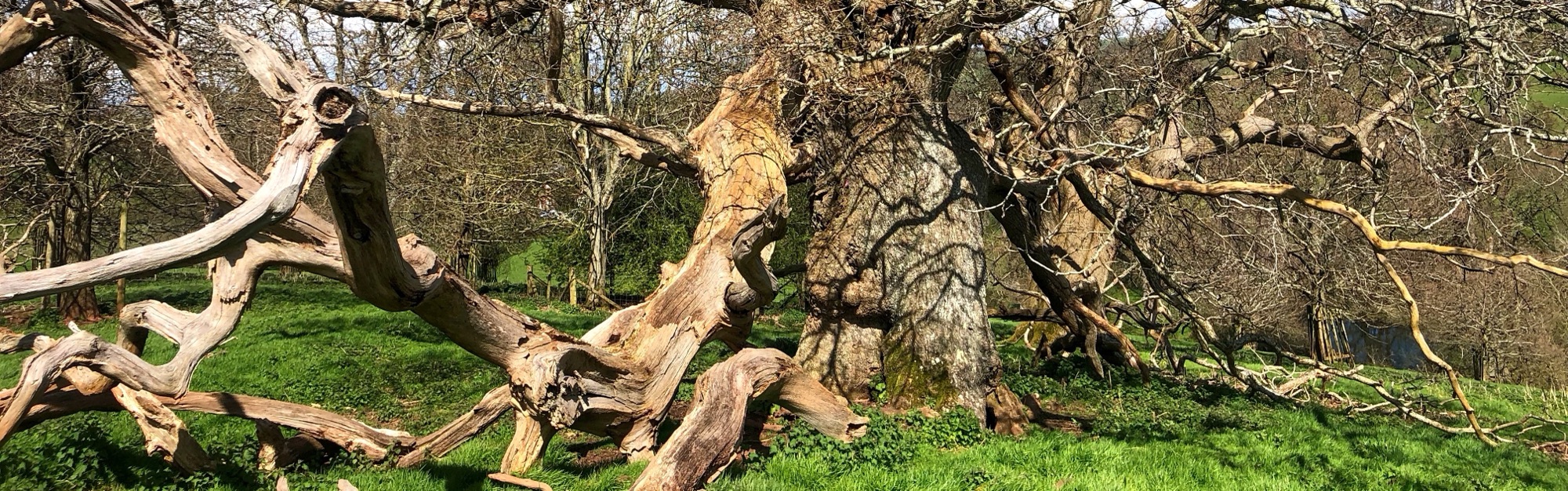 The Failed Branch – In a Land of Giants